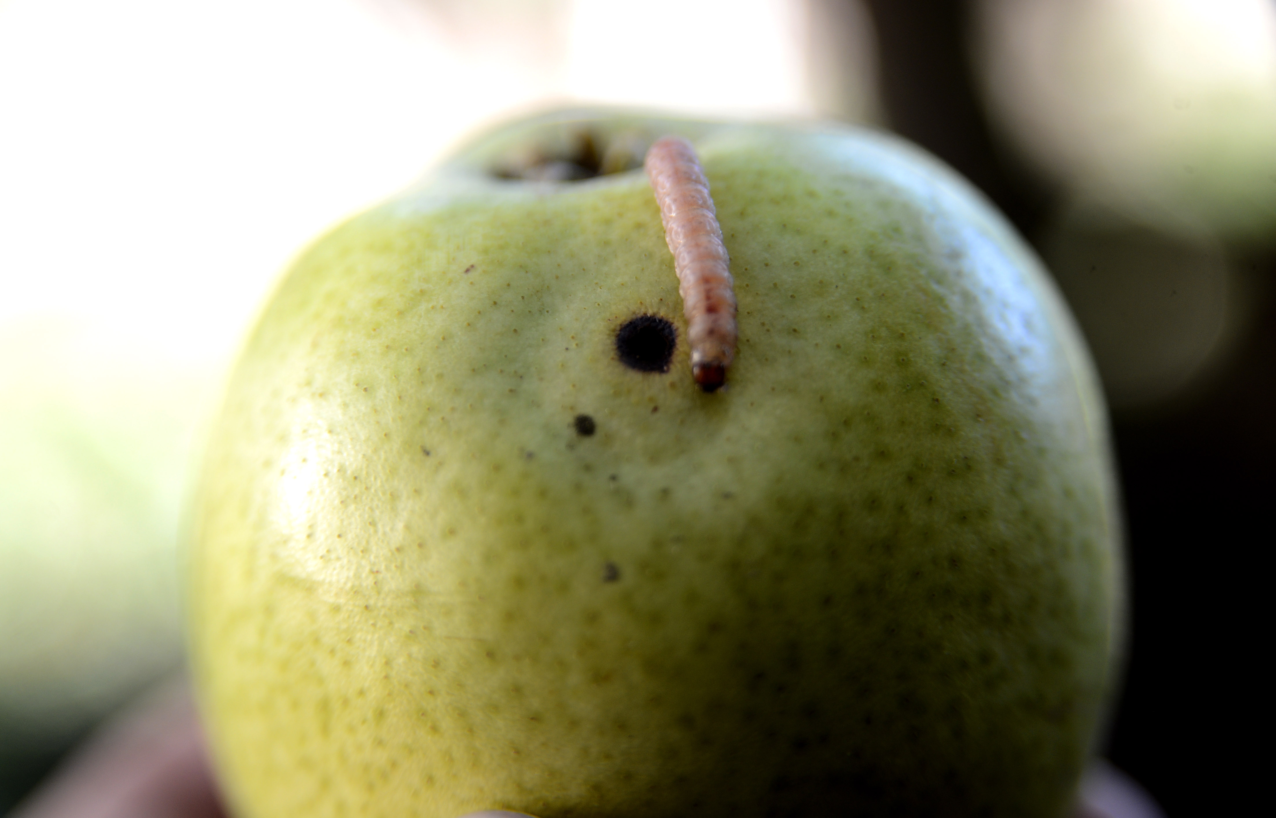 Mejora la sanidad de la fruta del Valle que se exporta hacia Brasil ...