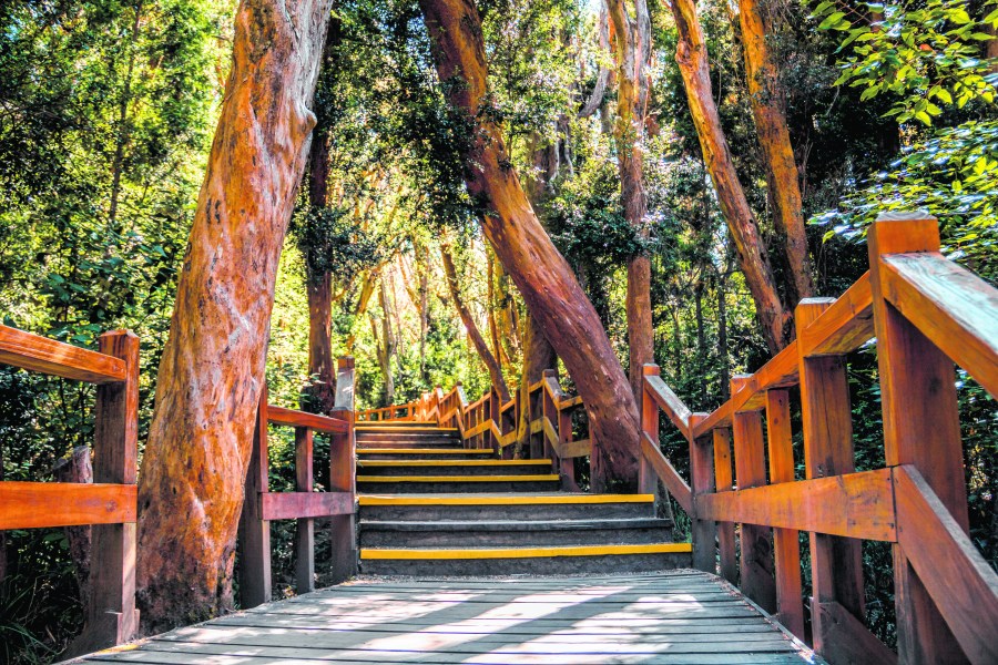 El bosque de Arrayanes: un clásico que nunca pasa de moda