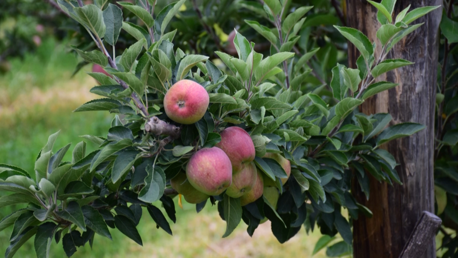 Panorama frutícola en Río Negro