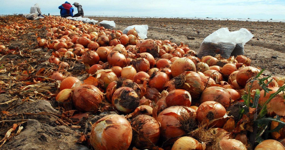 Importante salto de la superficie productiva de cebolla en Río Negro ...