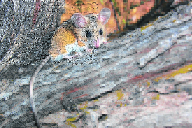 Hantavirus: no aumentó la población de colilargos pero sí el peso ...