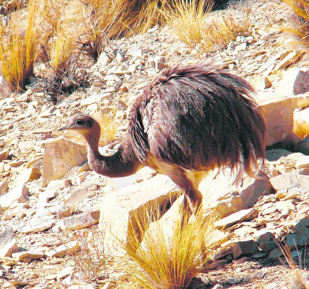 Neuquén tiene 31 especies nativas en peligro de extinción - Diario Río ...