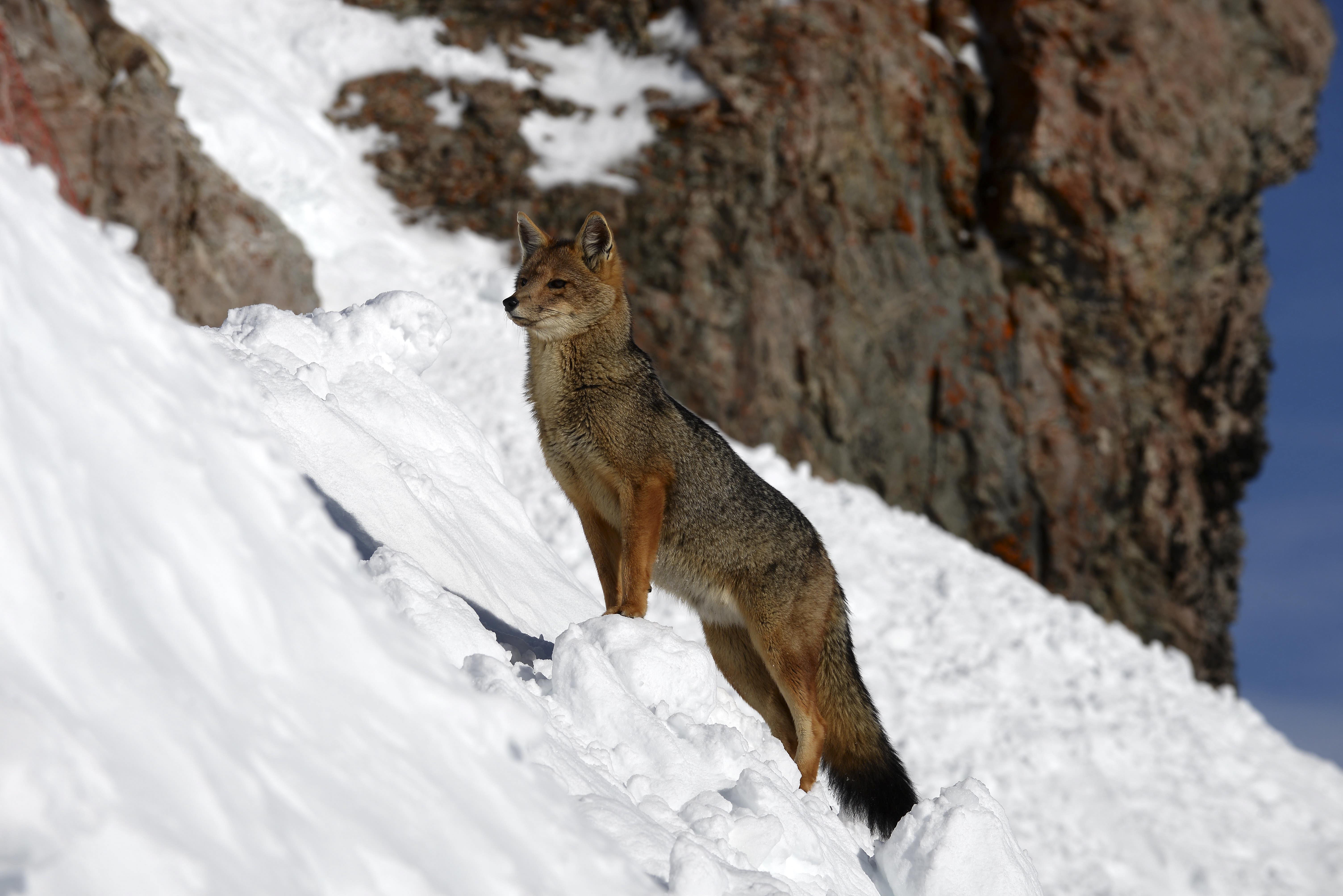 El zorro colorado que cautiva en el cerro Catedral - Diario Río Negro