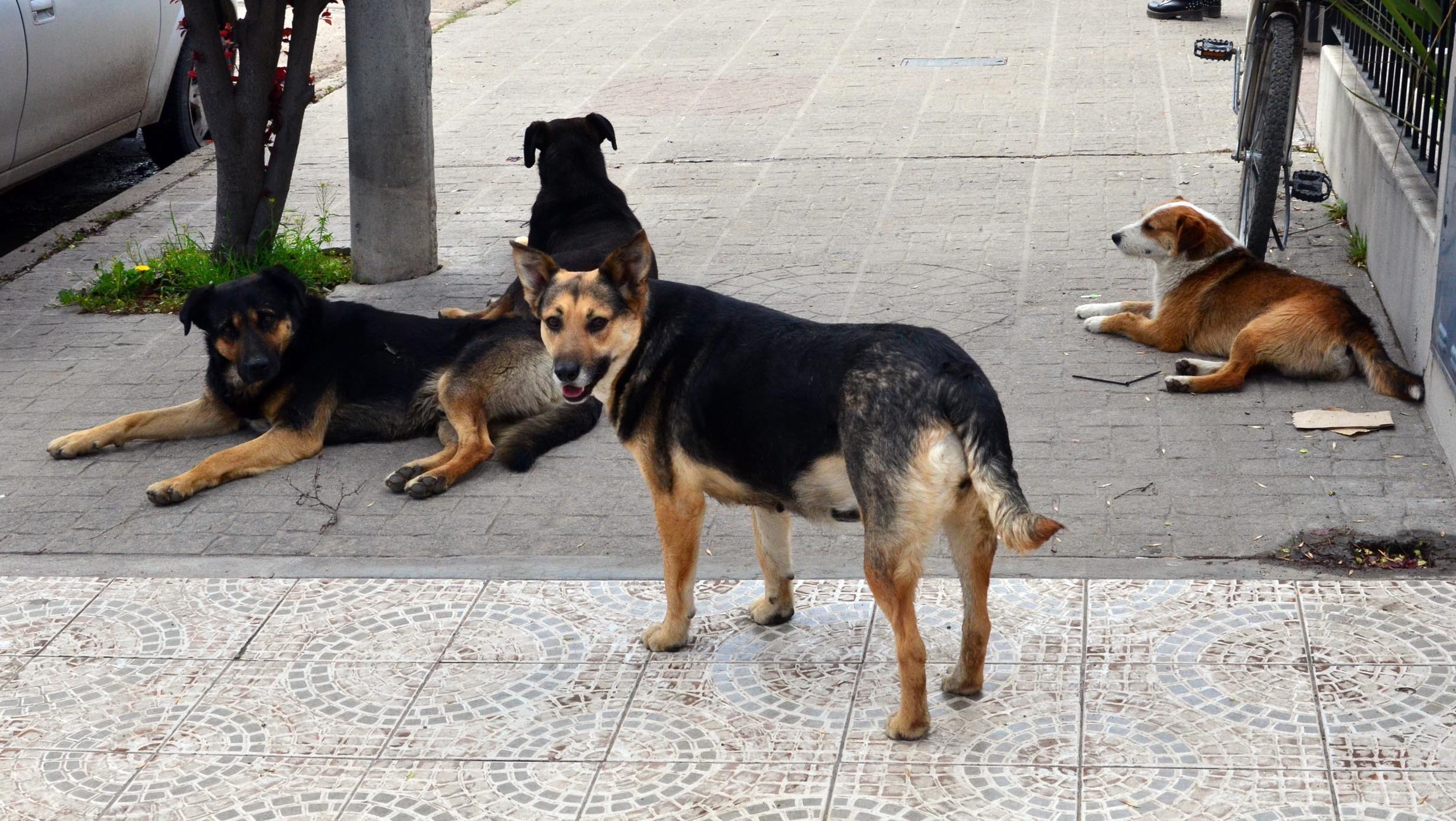 La campaña de castración de perros callejeros se inicia en El Cóndor
