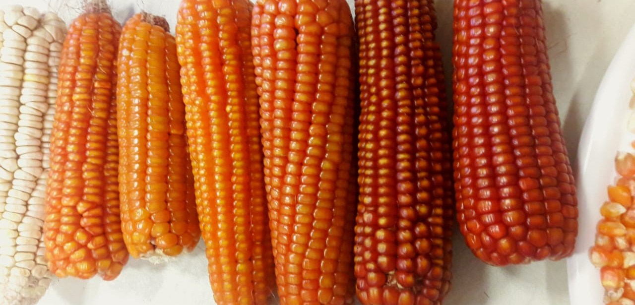 Quiénes están recuperando el cultivo del maíz criollo en la Patagonia norte