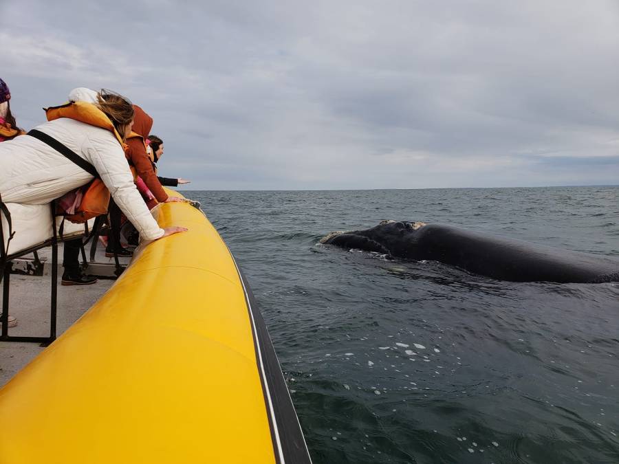 El avistaje de ballenas en el Golfo San Matías es un éxito