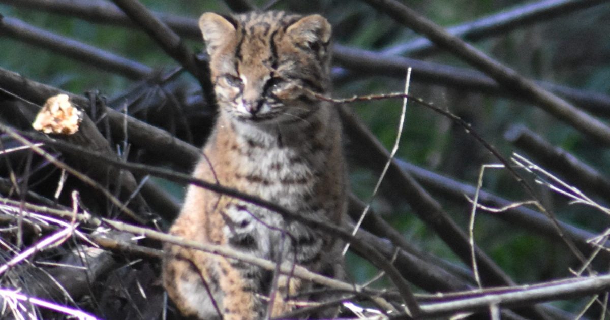 El atropellamiento de un gato huiña suma datos cruciales y evidencia su ...