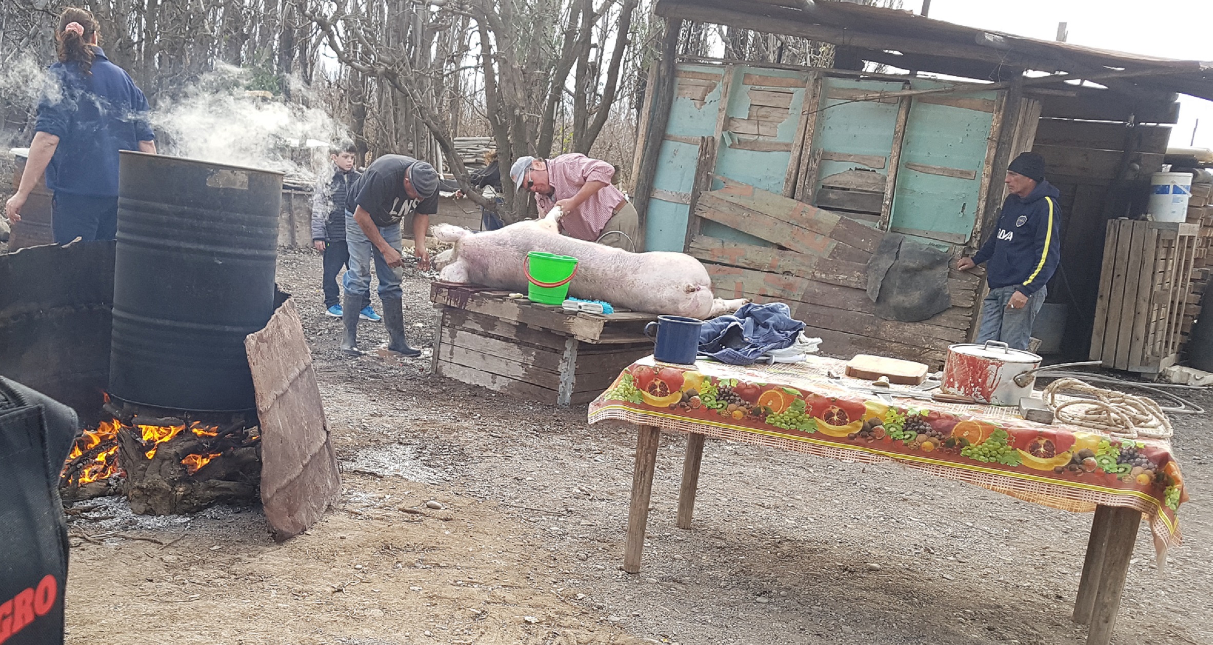 Tiempo de carneada, una tradición que se comparte en familia en Regina ...