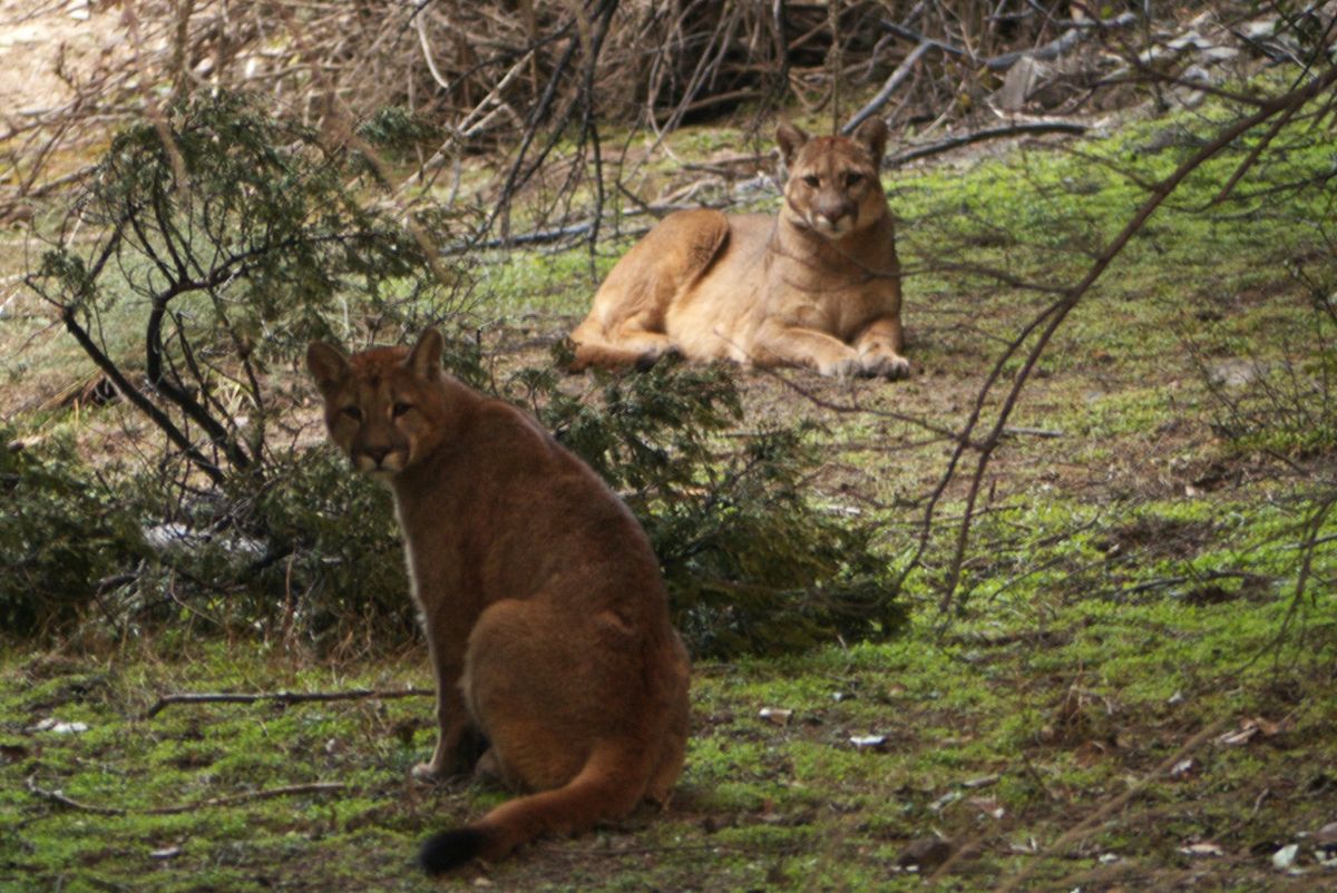 Paseando por el bosque tuvo un encuentro cercano con dos Pumas