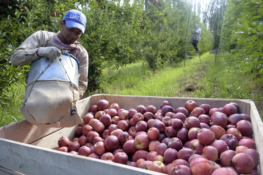 Fuerte caída de la producción de manzanas para la temporada 2020