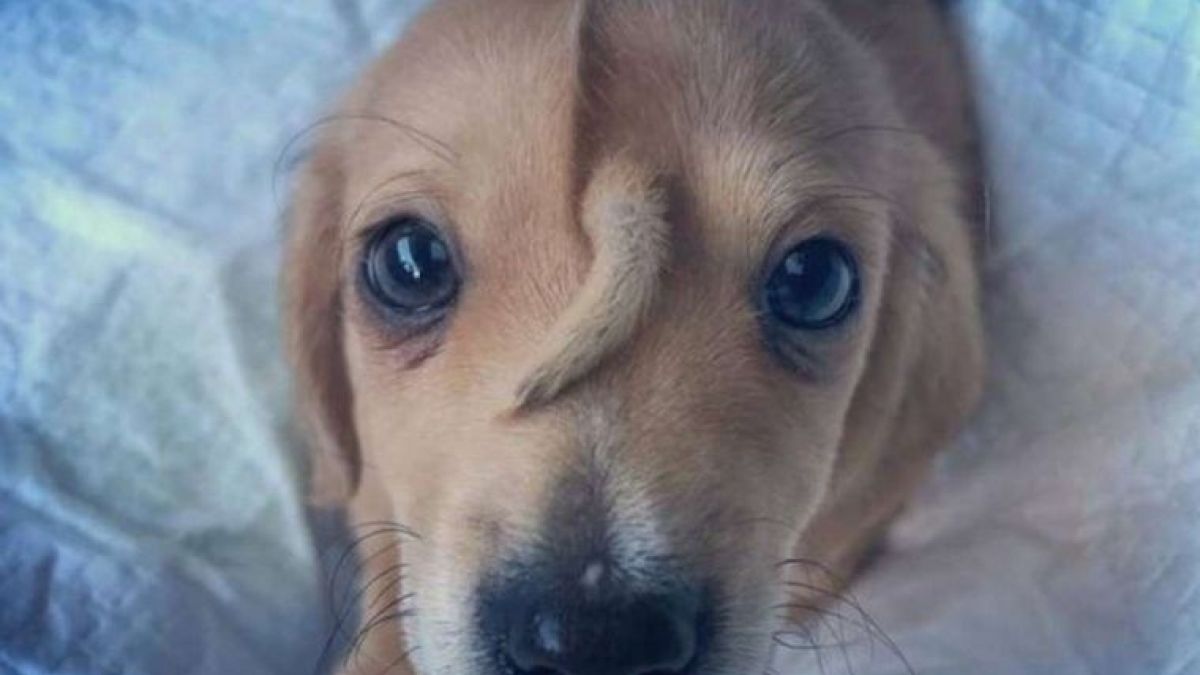 El cachorro con dos colas que causa furor en las redes - Diario Río Negro