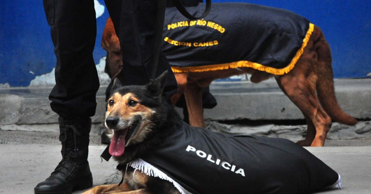 Adiós a Corbata, el perro rastreador que conmovió al mundo - Diario Río ...