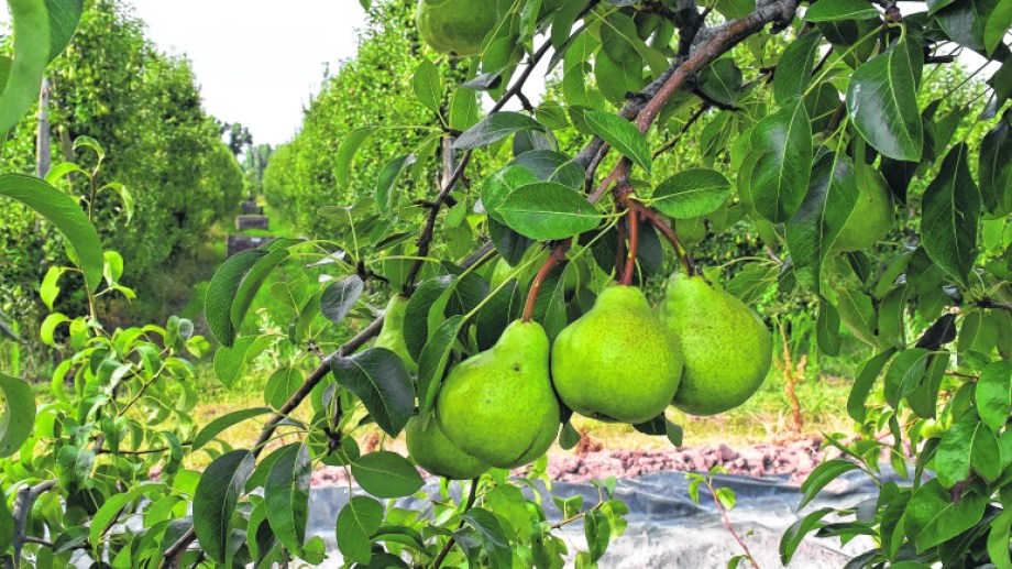 Fruticultura: en un escenario complejo, la cosecha de peras genera más ...