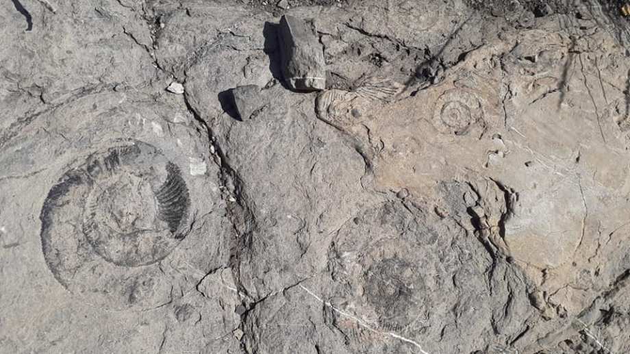 La roca Vaca Muerta ya es la vedette de dos museos neuquinos - Diario ...