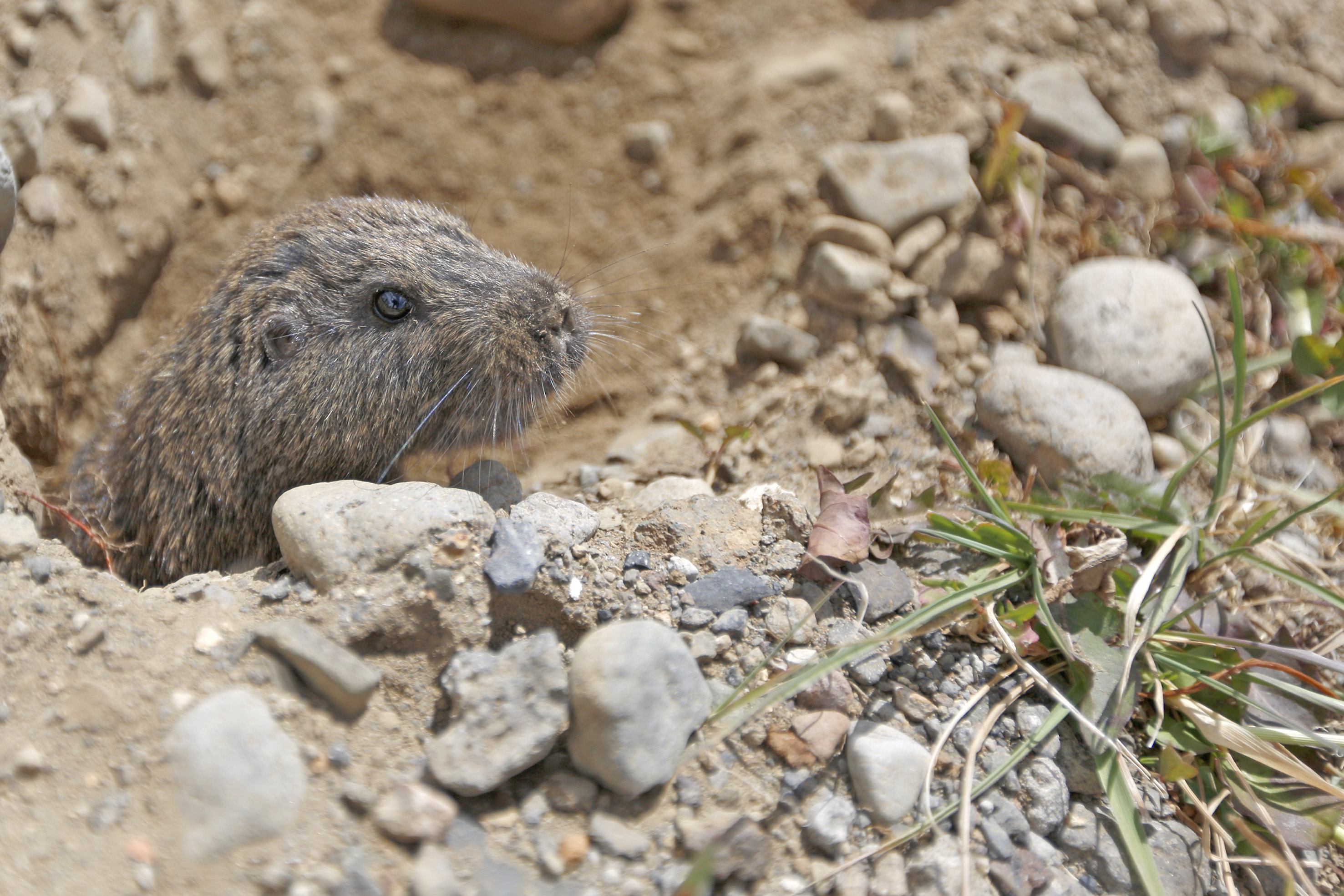 Polémica por las ratas en la basura acumulada a la vera de la Ruta 7 ...