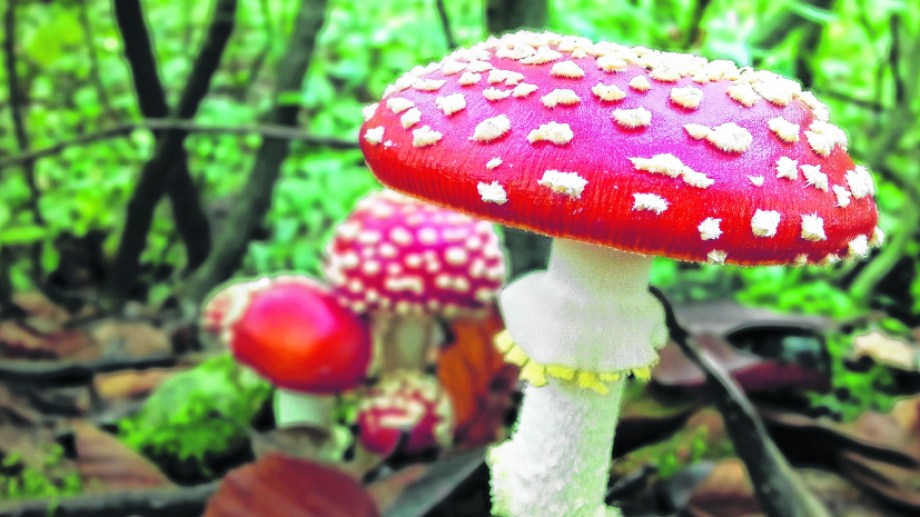 Hongos venenosos: las variedades que crecen en nuestra región