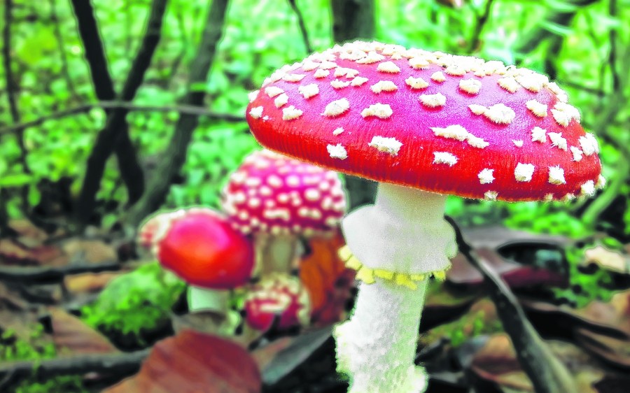 Hongos venenosos: las variedades que crecen en nuestra región