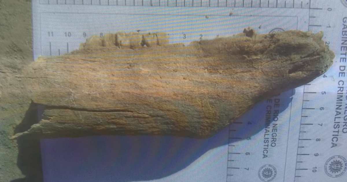 Los restos óseos hallados en Roca son de un animal y no de una persona ...