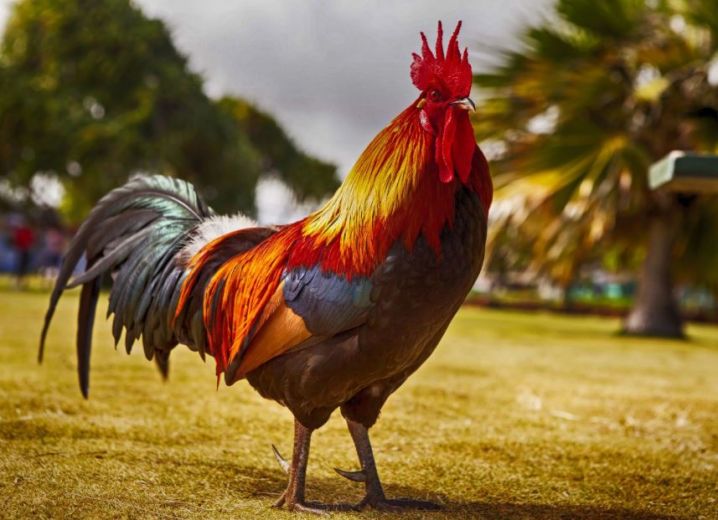 “El gallito real”, un cuento de Nélida Rajneri