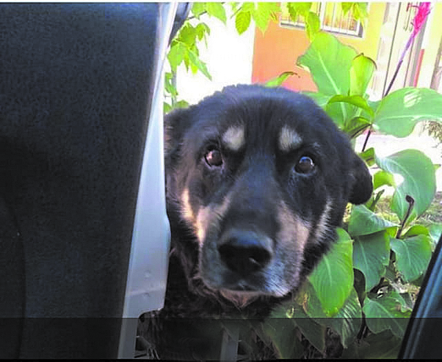 Roca: Héctor, el perro más viejo de la Unidad 31, busca casa temporal ...