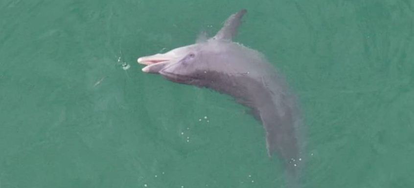 «Delfines comiendo frente a casa» en Las Grutas: espectaculares ...