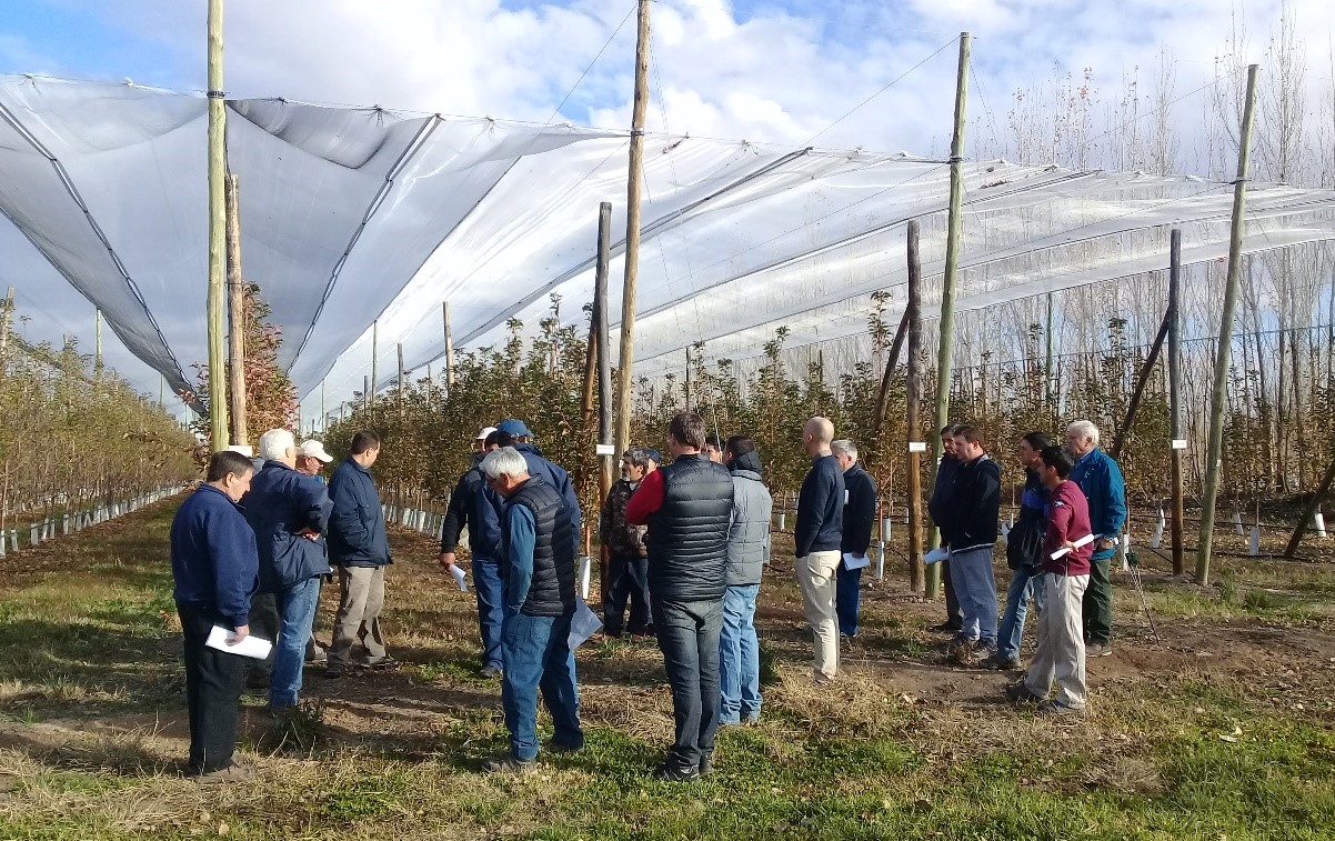 Parcela experimental para la fruta - Diario Río Negro