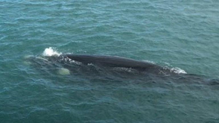 Video: una ballena franca austral sorprendió a los portuarios de Caleta ...