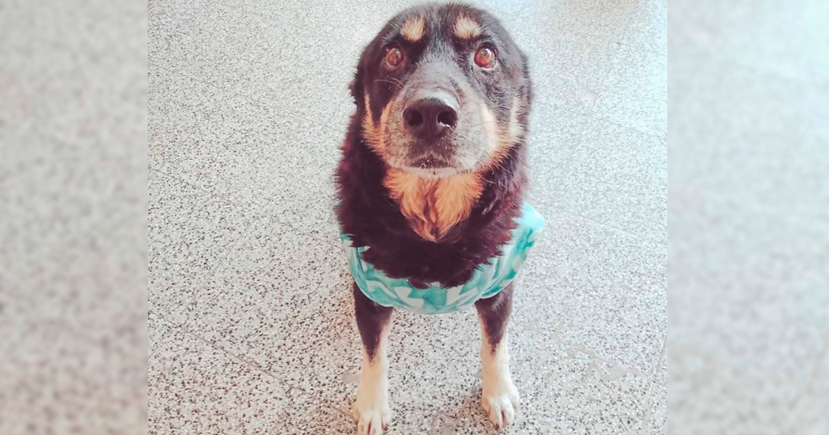 Finalmente Héctor, el perro sargento, regresó a la comisaría 31 de Roca ...