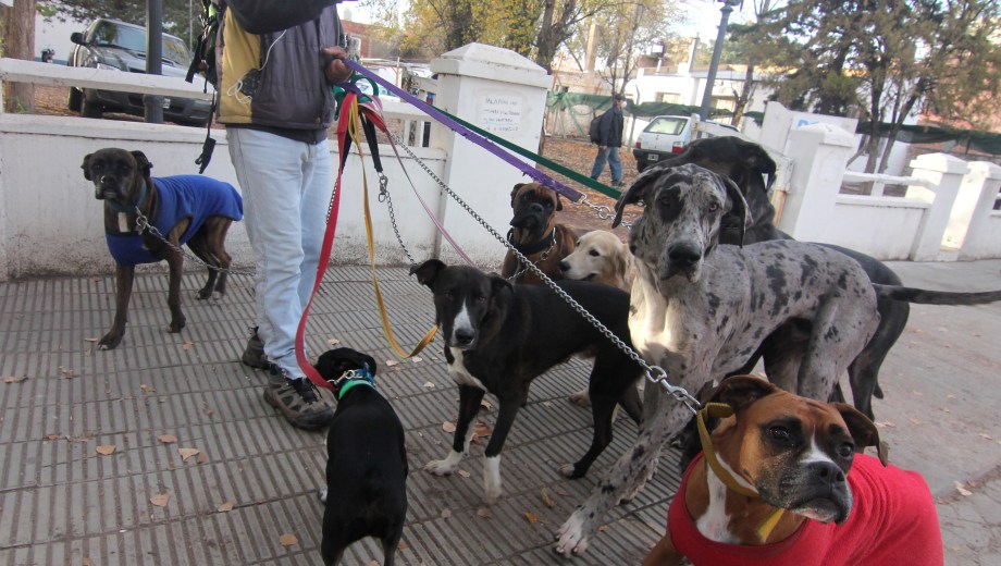 Neuquén abre el registro de paseadores de perros: requisitos y ...