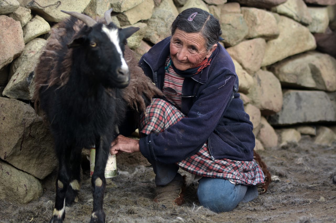 Doña Marcelina: la pasión de una criancera en el norte neuquino ...