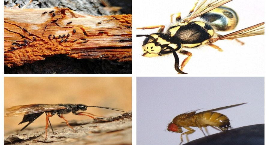 Hay cuatro insectos exóticos que complican la vida en la Patagonia