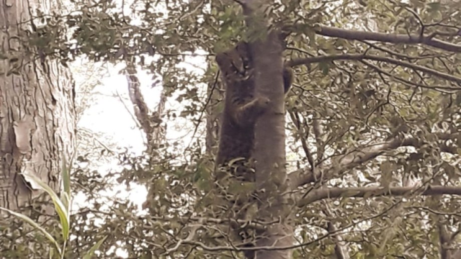 Registraron un gato huiña en la cuenca del lago Lácar en Neuquén