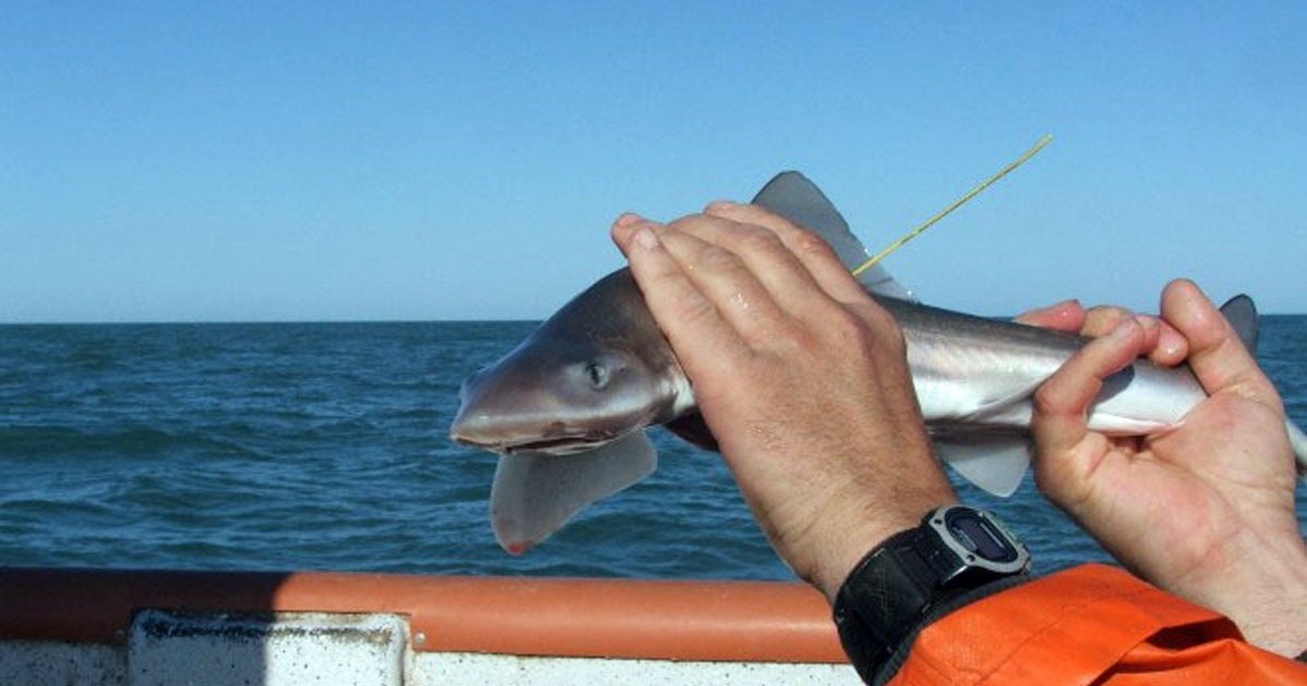 El gatuzo, bajo amenaza de extinción en el Mar Patagónico - Diario Río ...