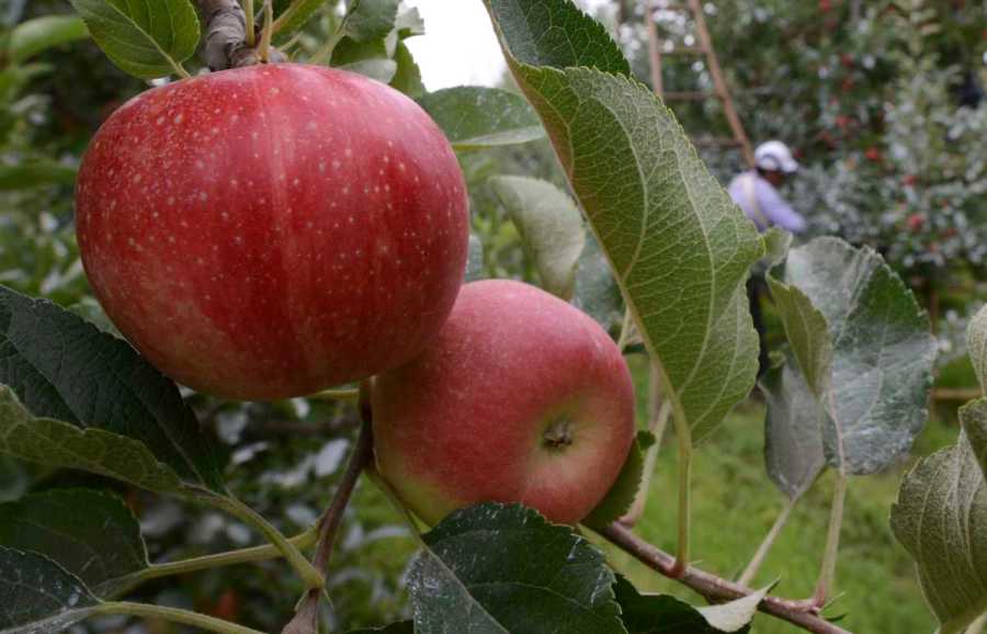 La manzana de la región: nueva reina del mercado interno