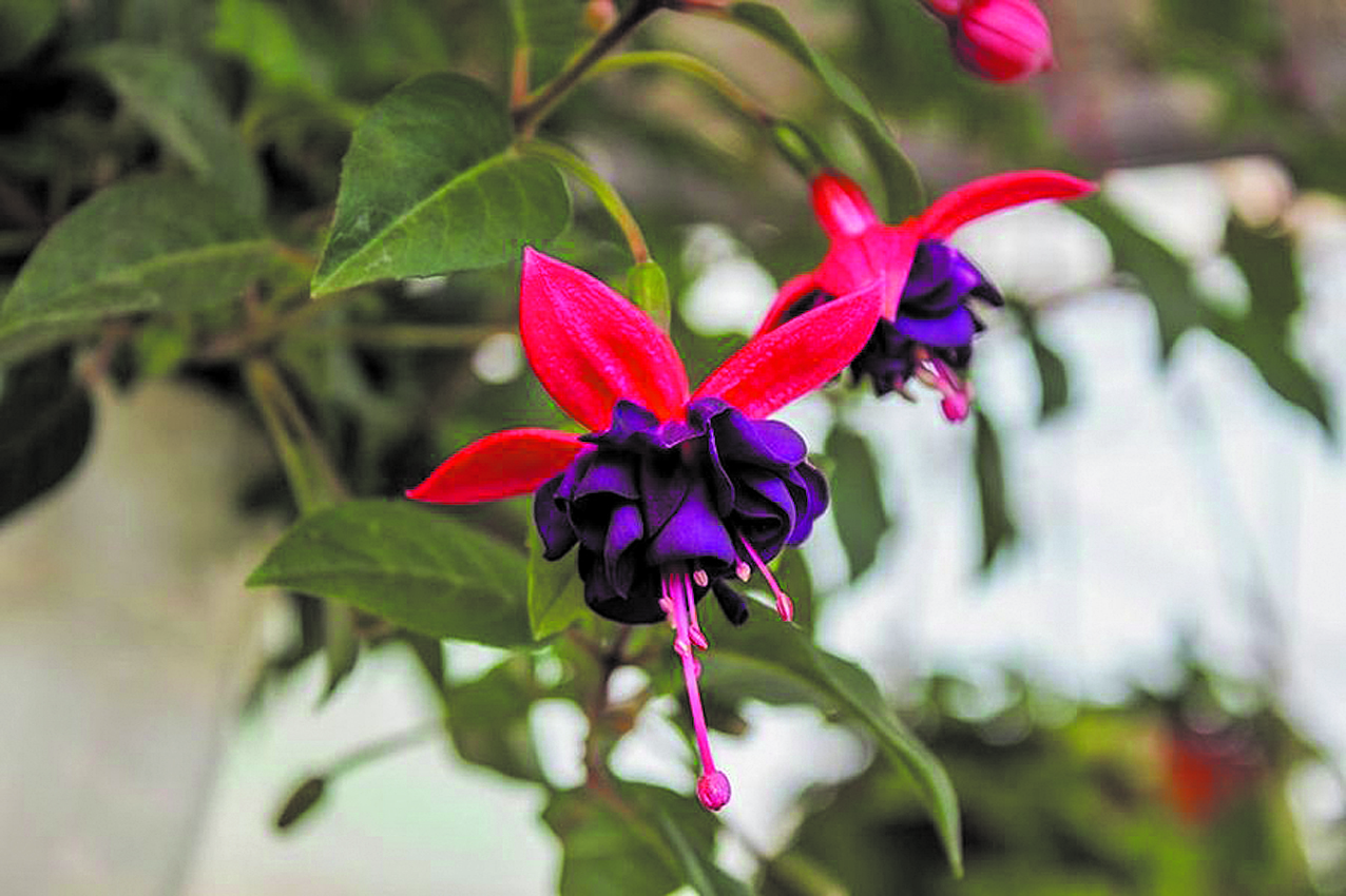 La maravilla de los colores que traen las aljabas - Diario Río Negro