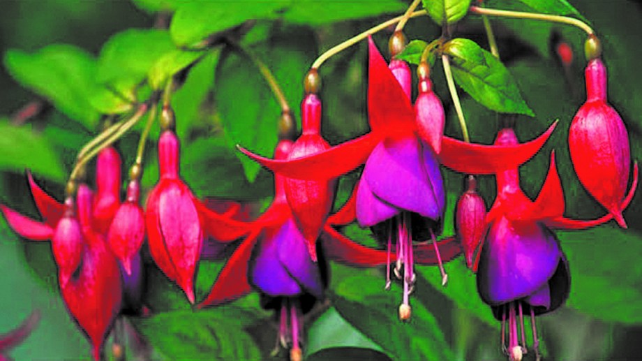 La maravilla de los colores que traen las aljabas