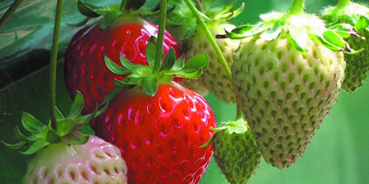 Proponen declarar a Plottier capital provincial de la frutilla - Diario ...