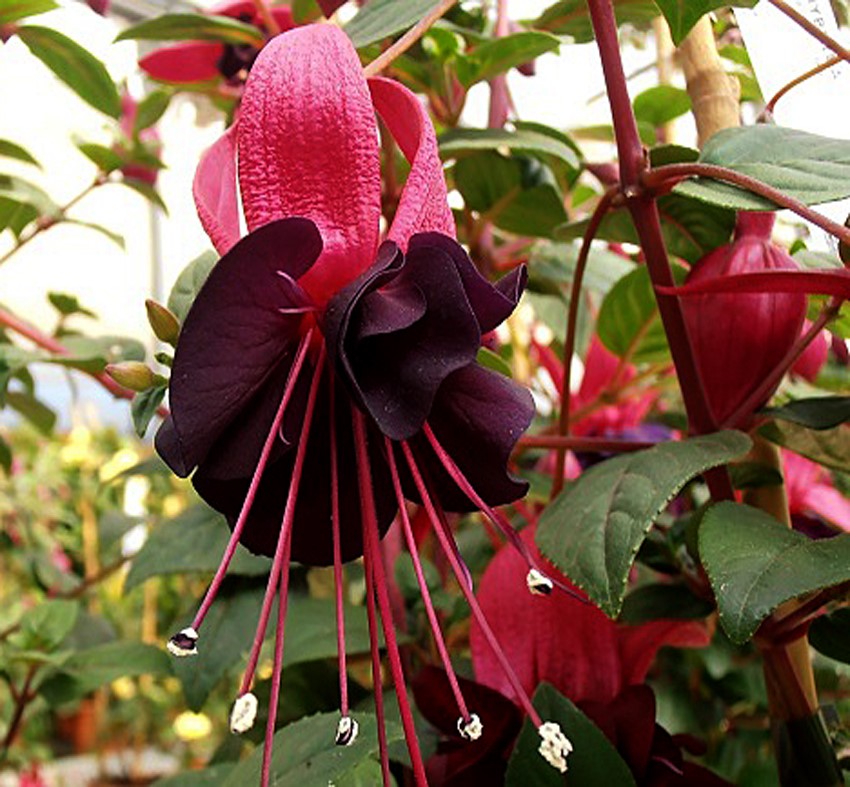 La maravilla de los colores que traen las aljabas - Diario Río Negro