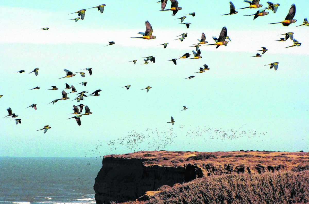 Proyectan una Reserva Natural para proteger la colonia de loros ...