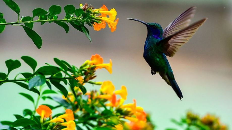 La Peña: se convirtió en colibrí y cada verano decide volver a casa ...