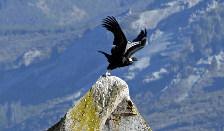 El cóndor aletea solo el uno por ciento en vuelos de 5 horas - Diario ...