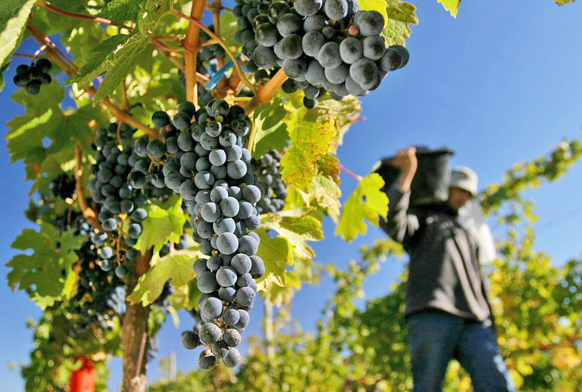 La cosecha de uvas para vinificar avanza a paso firme en territorio ...