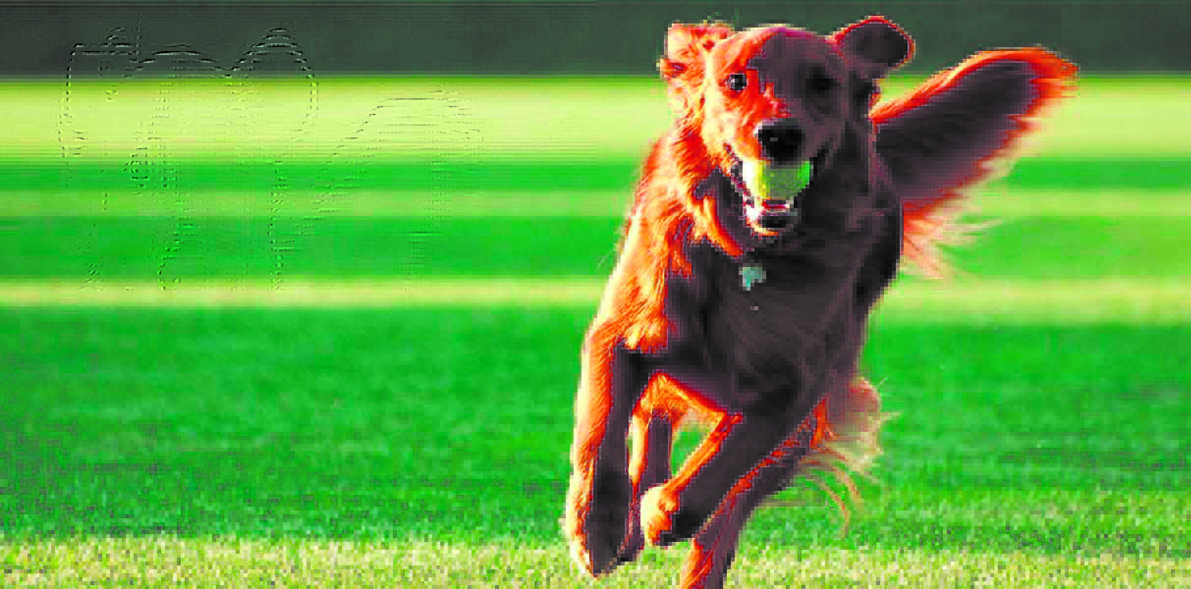 Comportamiento canino: las diferencias entre educar, adiestrar y ...