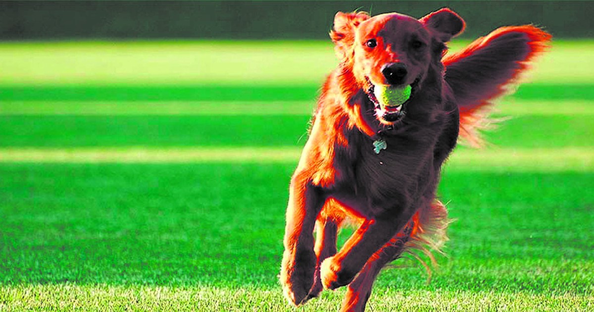 Comportamiento canino: las diferencias entre educar, adiestrar y ...