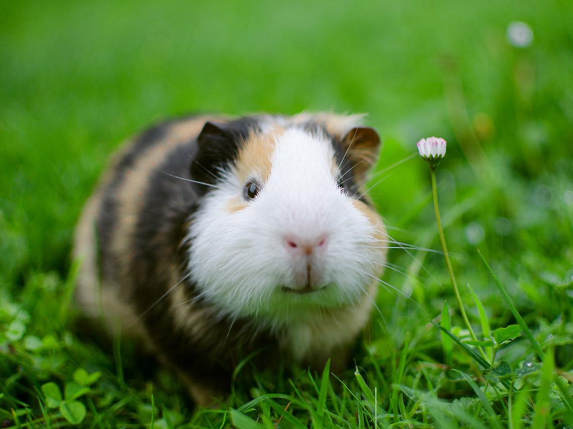 Cobayos, una grata compañía en miniatura - Diario Río Negro