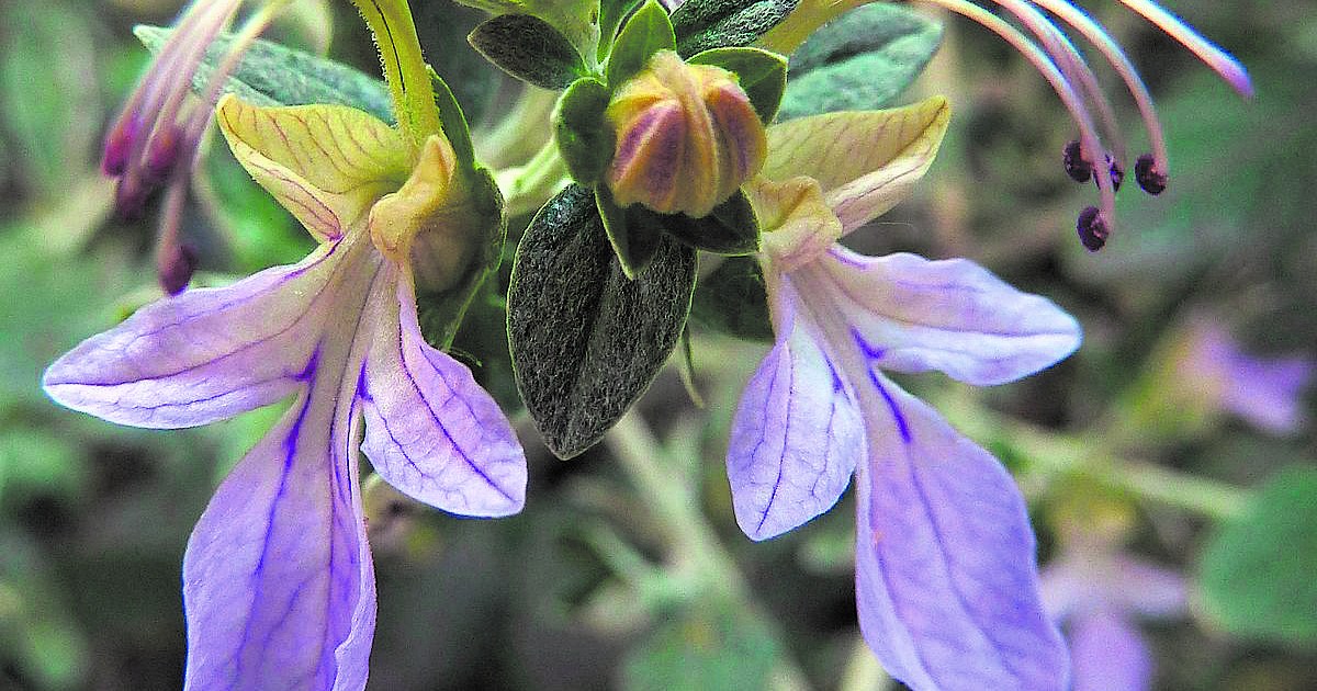 Jardín: Salvia rabia, el arbusto decorativo y fácil de cuidar - Diario ...
