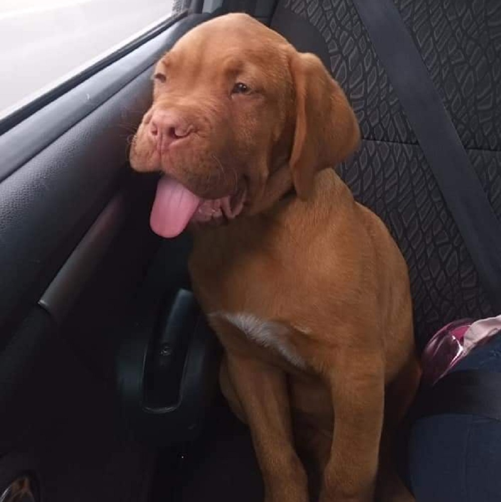 Centenario: mientras dormía le robaron el perro, hizo la denuncia y ...