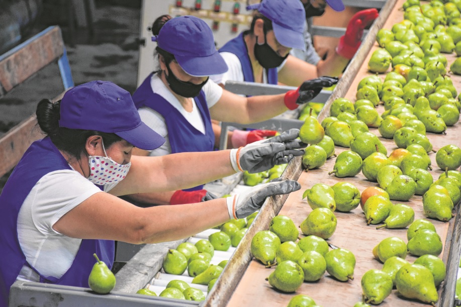 Avanza la cosecha de fruta en Río Negro, pero el protocolo covid ...