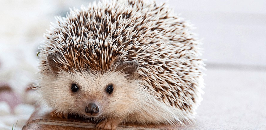 Un erizo como mascota: todo lo que necesitas saber - Diario Río Negro