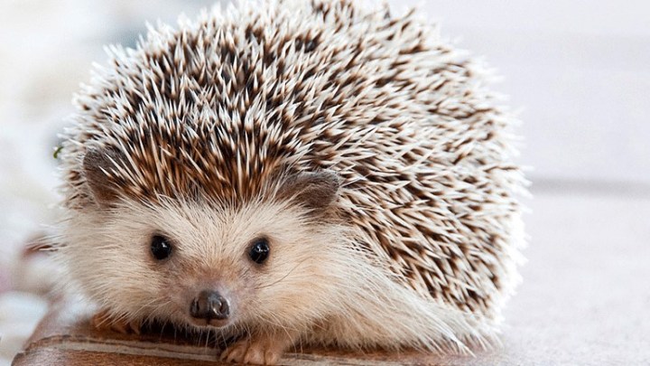 Un erizo como mascota: todo lo que necesitas saber - Diario Río Negro